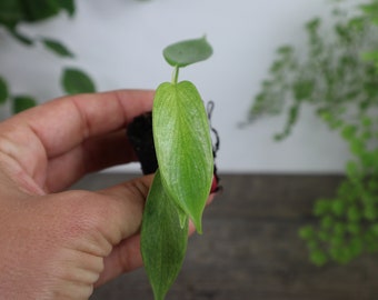 Florida Beauty Philodendron - Etsy