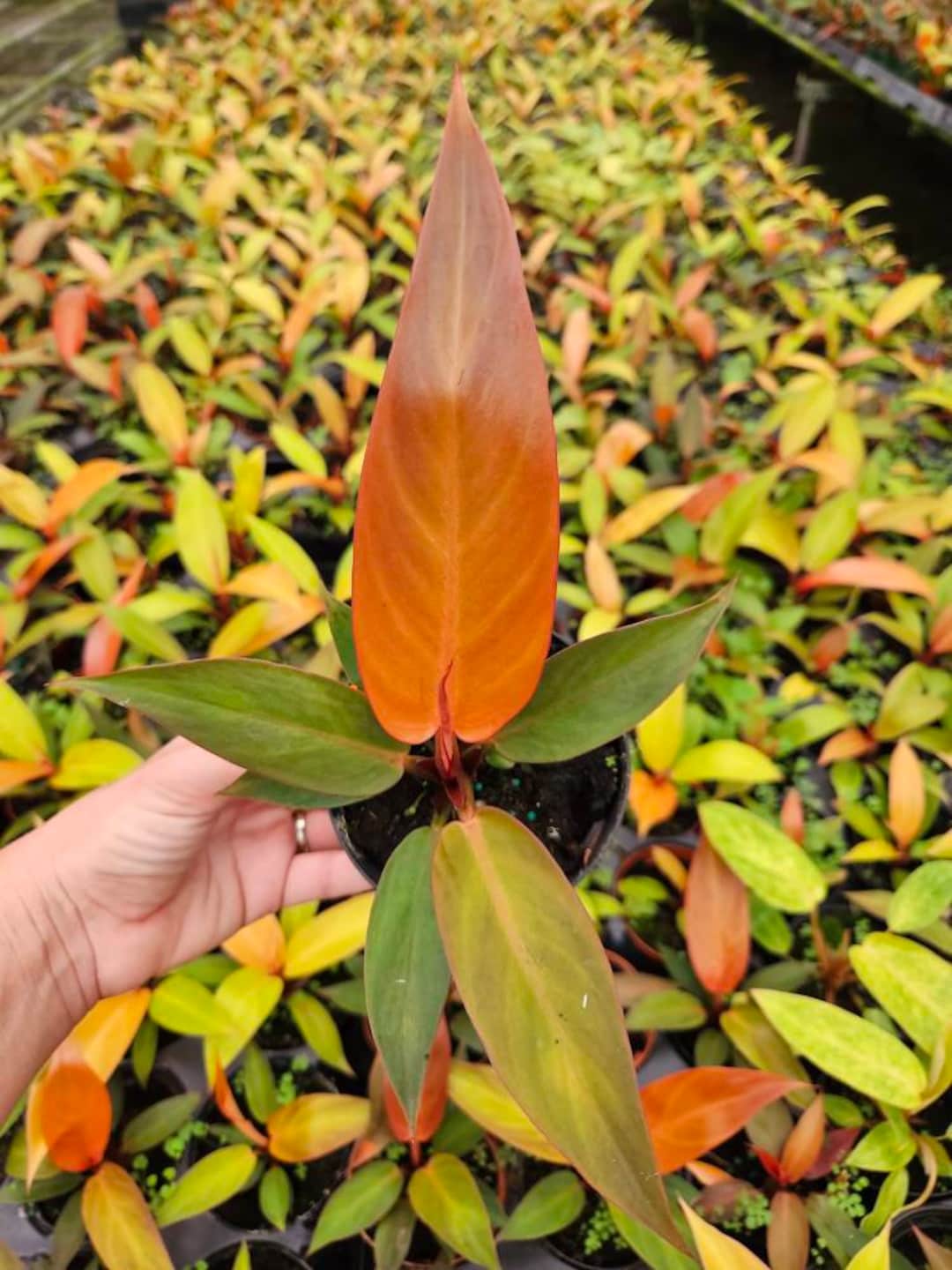 Philodendron Red Sun Plant 4" Pot, Live Red Plant Philodendron ...