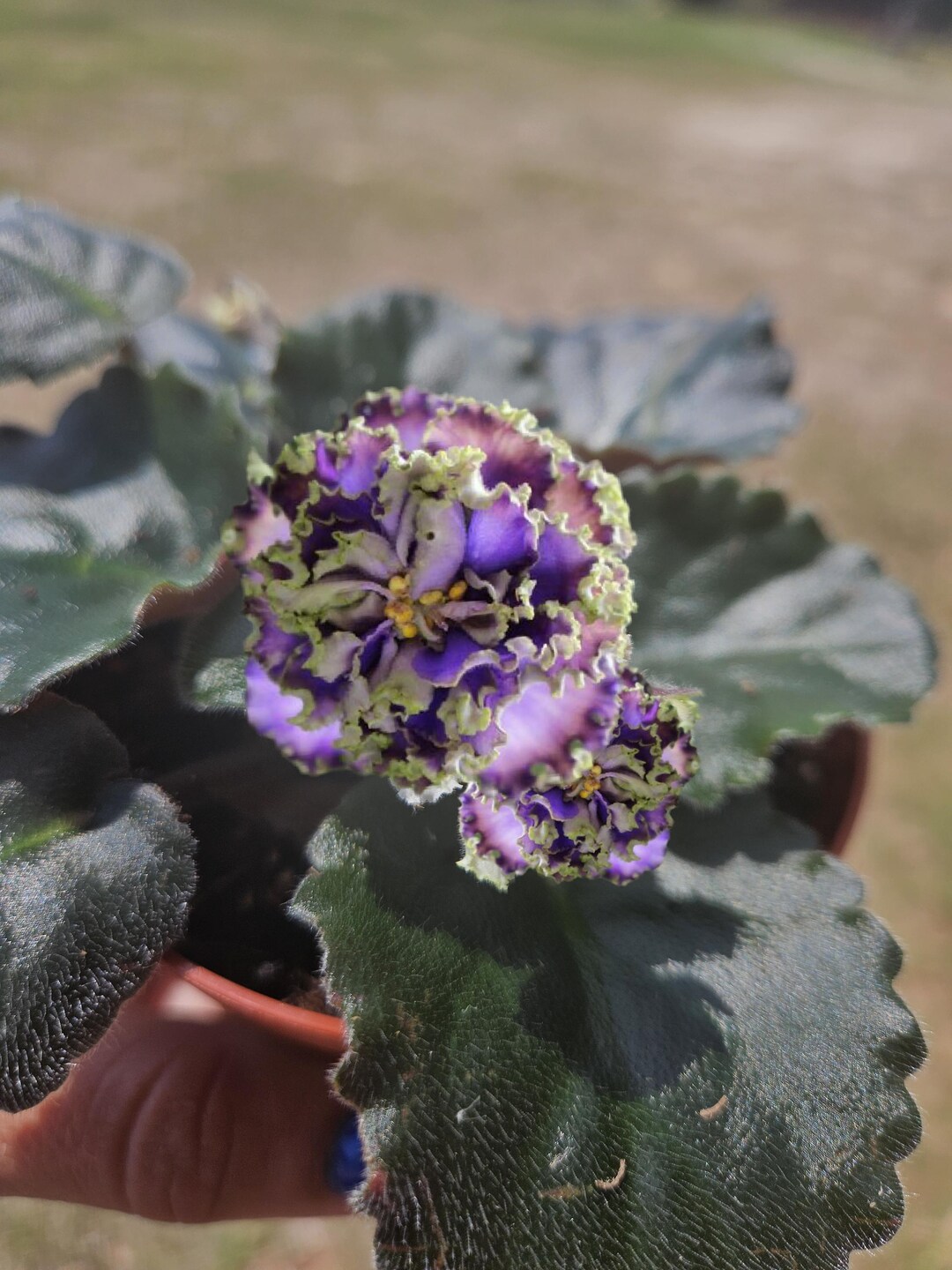 Water Sprite African Violet Live Plant, Young Pre-finished Starter in a ...