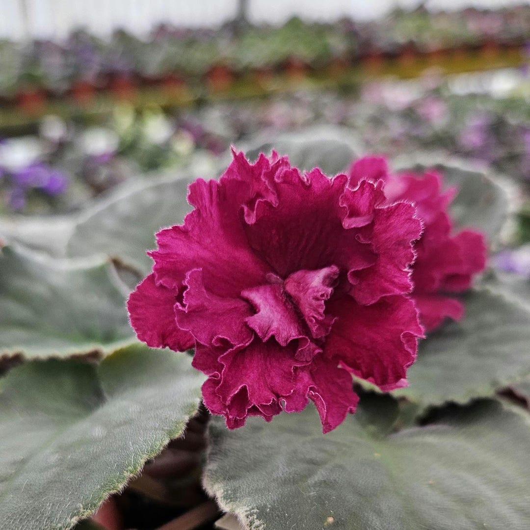 EK Heart of Africa African Violet Live Plant, Young Starter in a 4" Pot ...