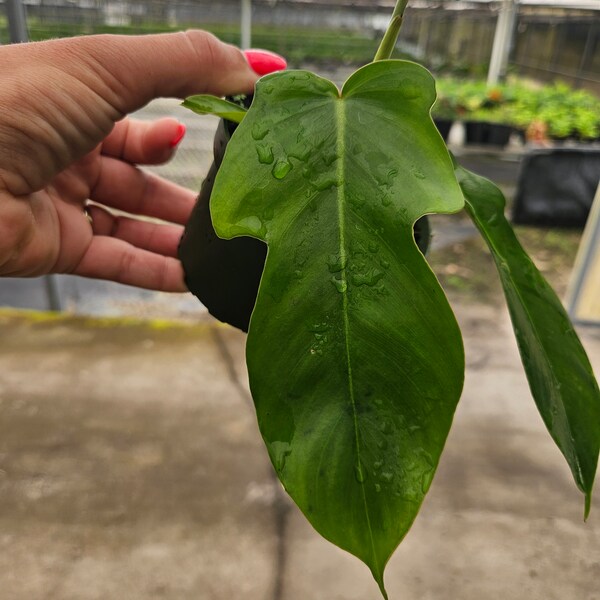 Philodendron Squamiferum - Etsy