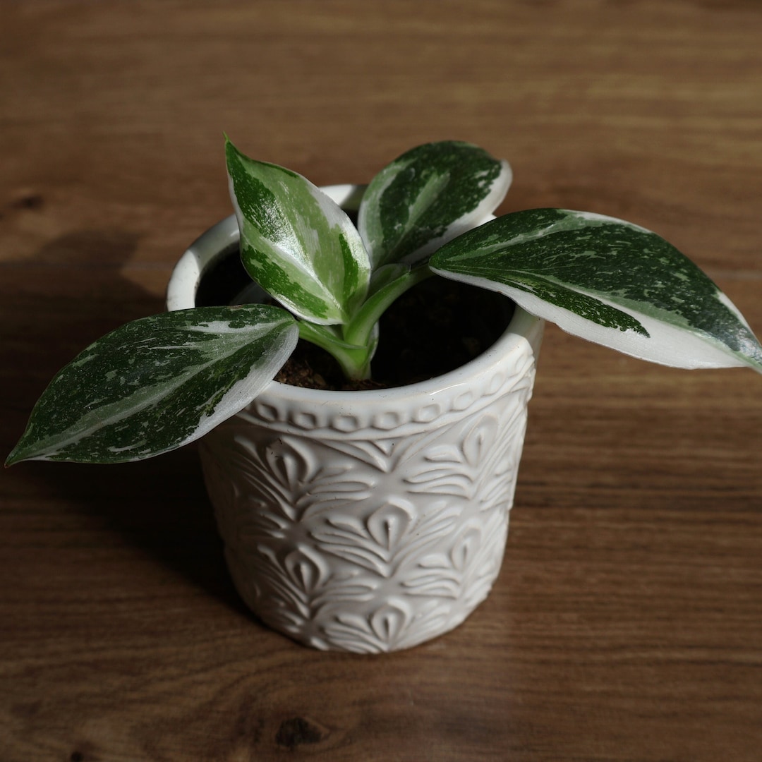 Philodendron White Wizard Plant in a 4" Pot, Variegated Live Rare ...