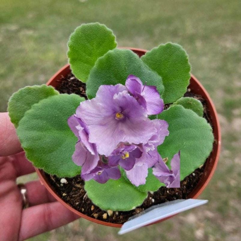 Cajuns Two to Tango African Violet Live Plant, Young Pre-finished ...