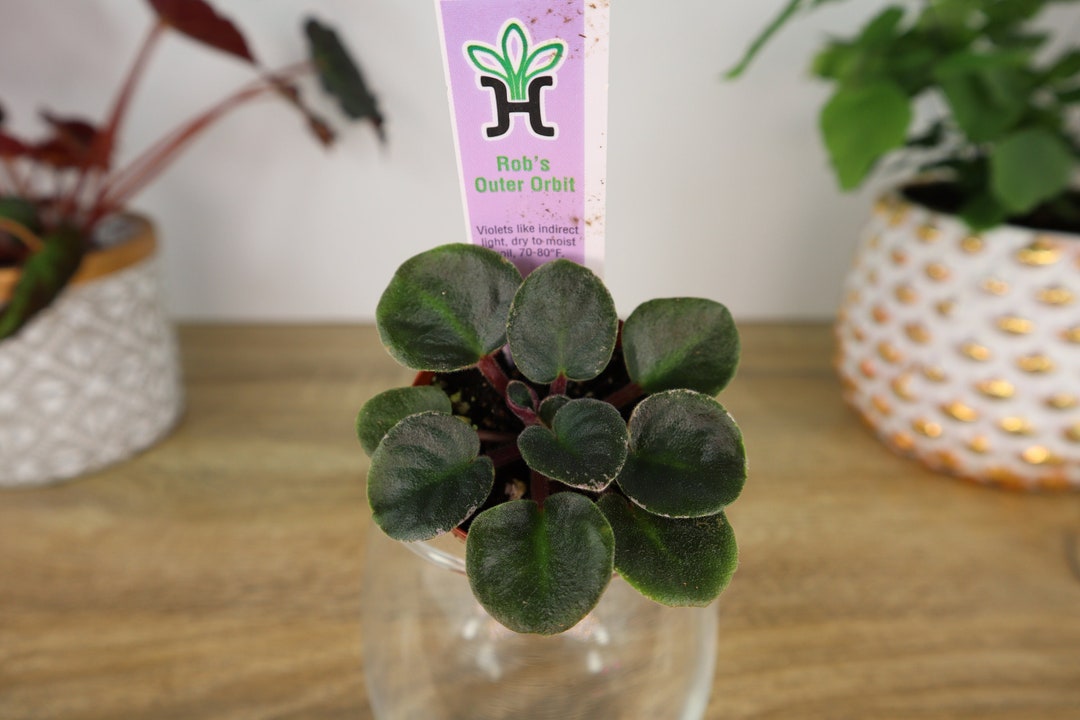 Rob's Outer Orbit Mini African Violet Live Plant in a 2" Pot, Semi ...