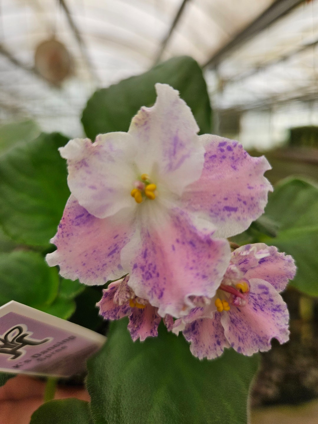 K's Dancing Spree African Violet Live Plant, Young Pre-finished Starter ...