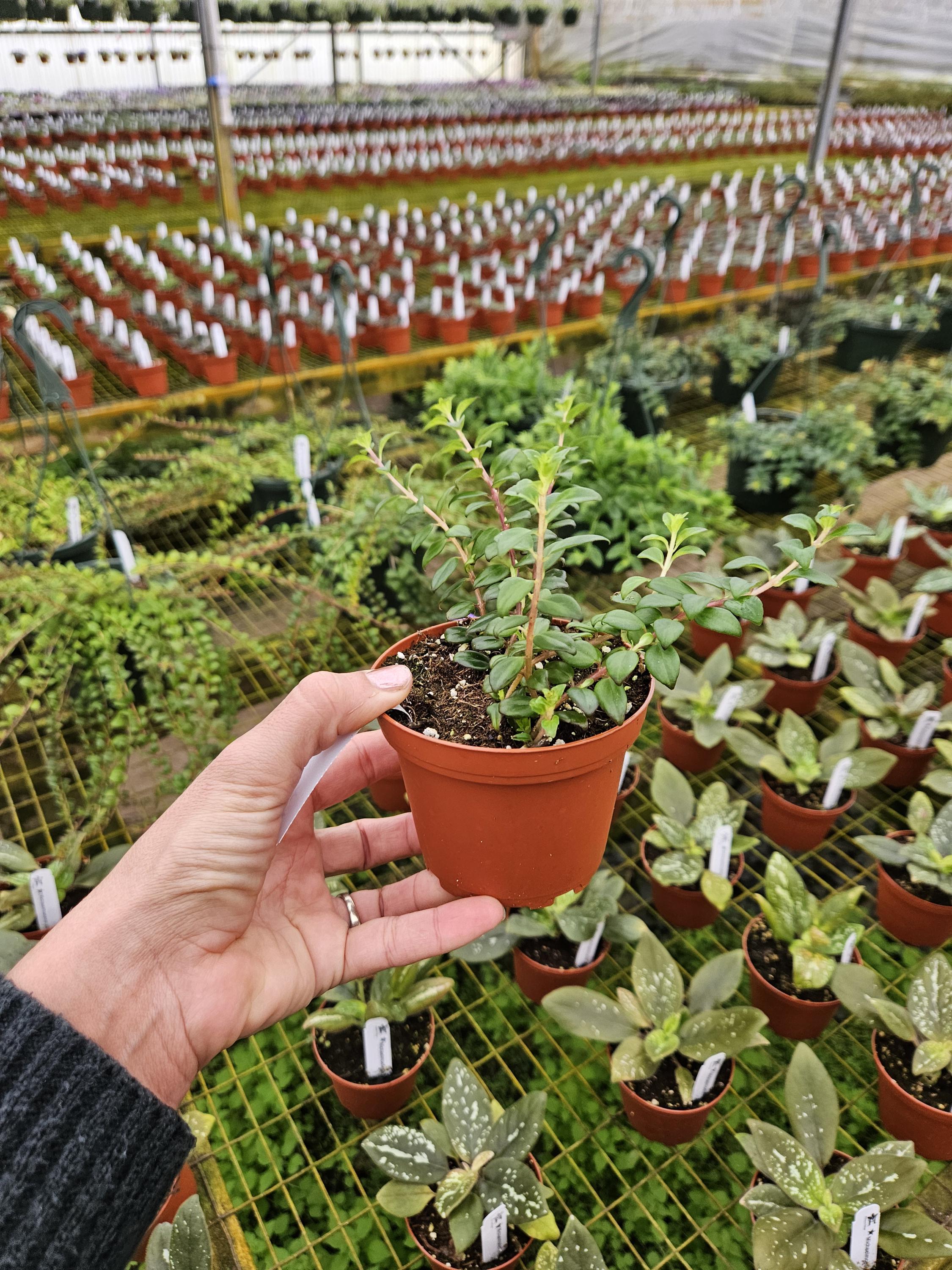 Columnea "broget" Sport' in a 4" Pot Variegated Gesneriad Live Columnea ...