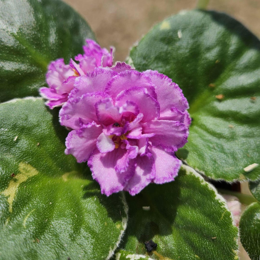 Vat Infanta African Violet Live Plant, Young Starter in a 4" Pot | Pink ...