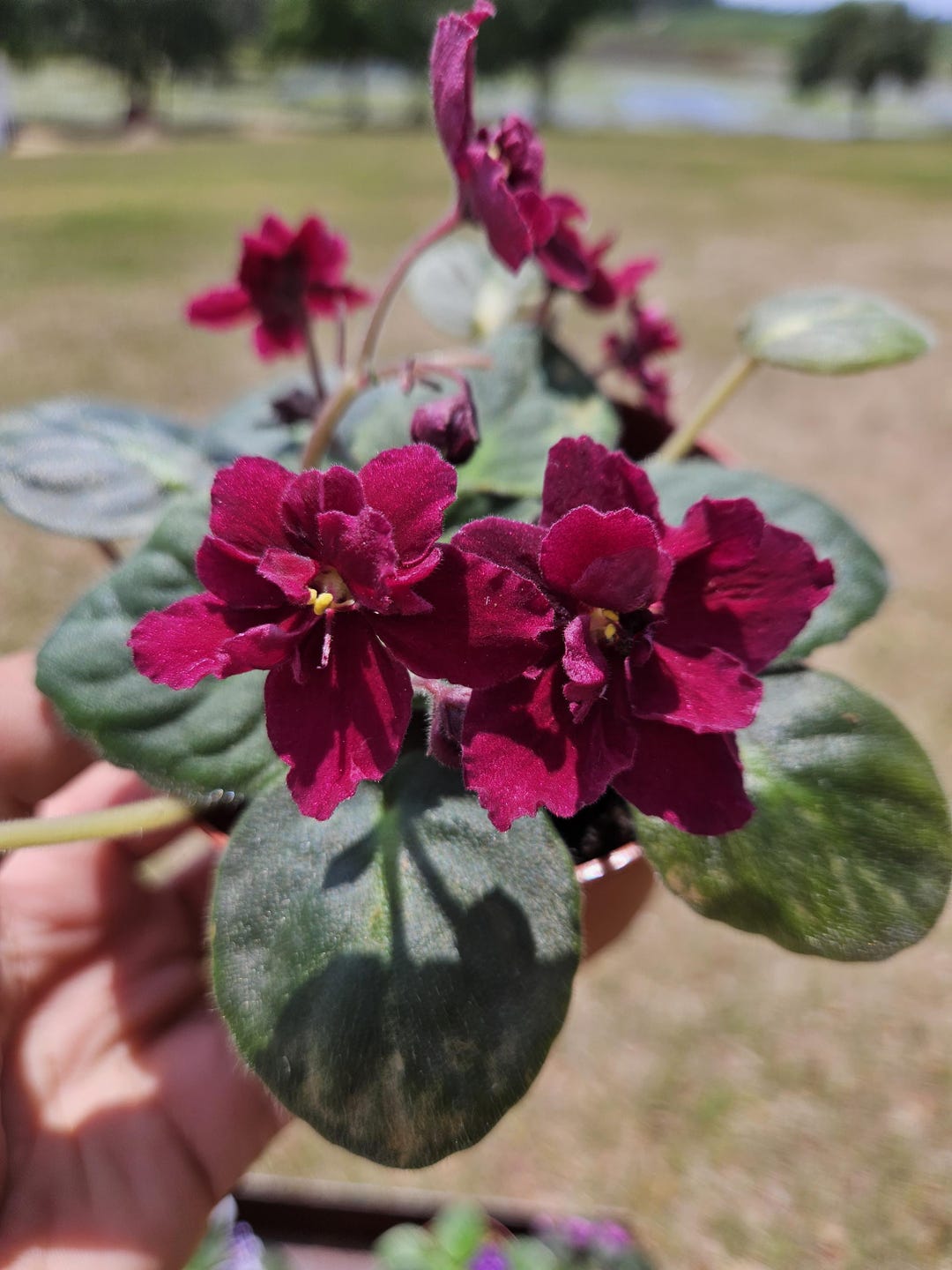 Tomahawk African Violet Live Plant, Young Pre-finished Starter in a 4 ...
