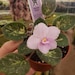 Mindi Brooke African Violet Live Plant, Young Starter in a 4 Pot Plant ...