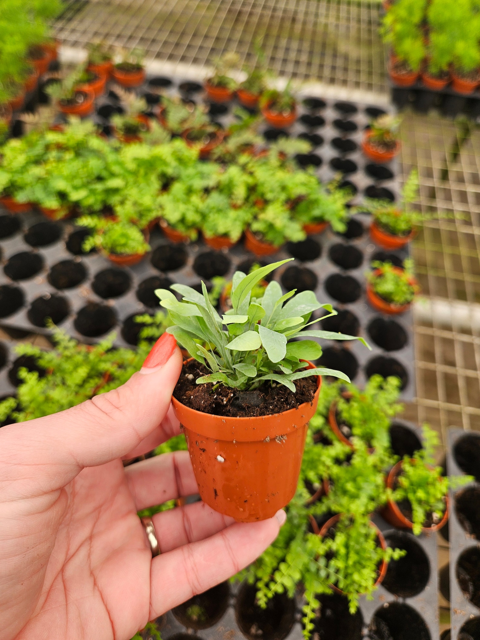 Fern Plant, Blue Star Fern Plant in a Miniature 2" Pot Live Tropical ...