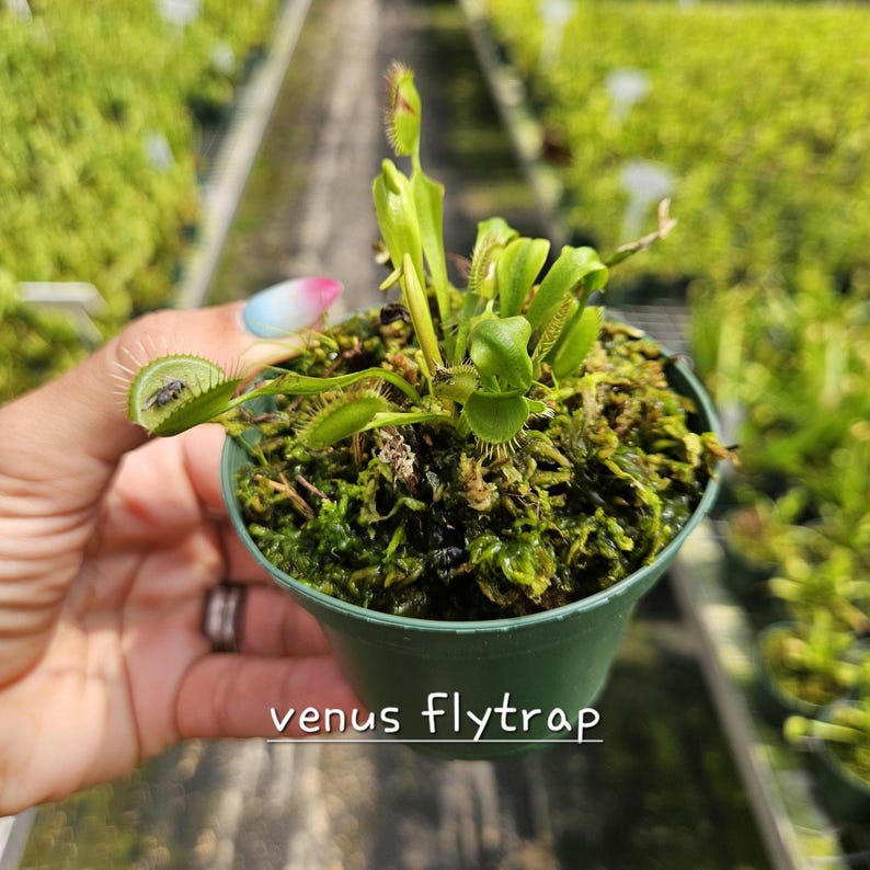 Carnivorous Plant Bundle: Pick Any Two Live Plants (3" Pots) - Etsy