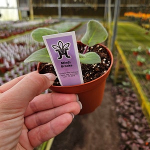 Mindi Brooke African Violet Live Plant, Young Starter in a 4" Pot ...
