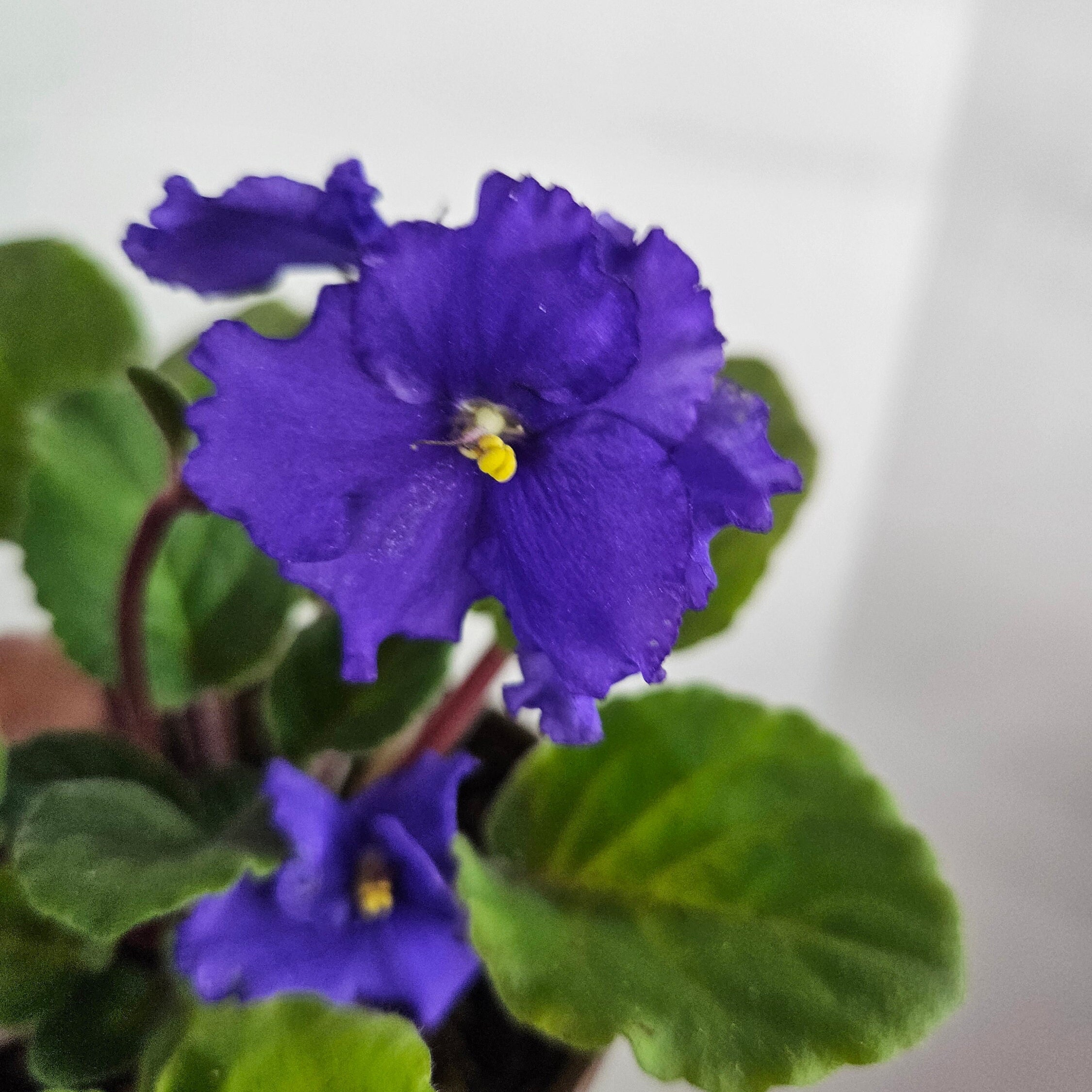 Currently Blooming African Violet Live Plant Flowering 4.5" Live ...