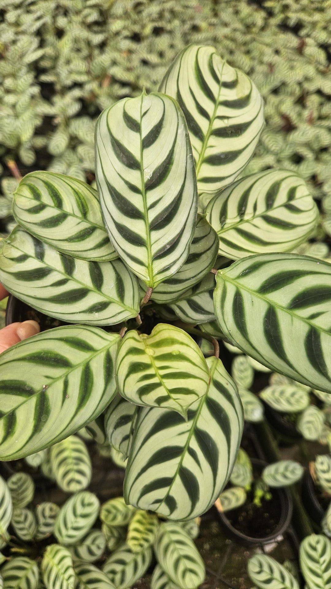 Calathea Burle-marxii Fishbone Plant: Rare Tropical Indoor Plant in 4 ...