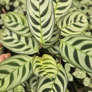 Calathea Burle-marxii Fishbone Plant: Rare Tropical Indoor Plant in 4 ...