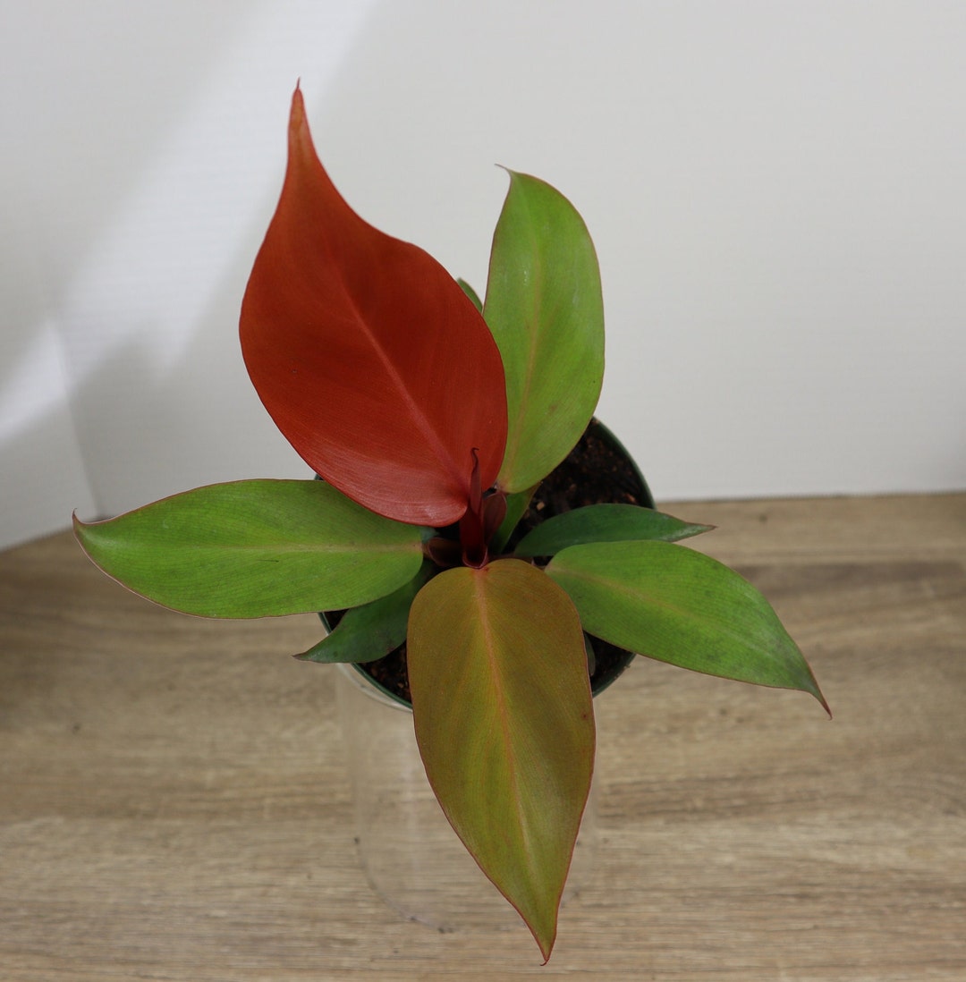 Philodendron Plant, Red Sun, Prince of Orange or Mccolleys Finale in a ...
