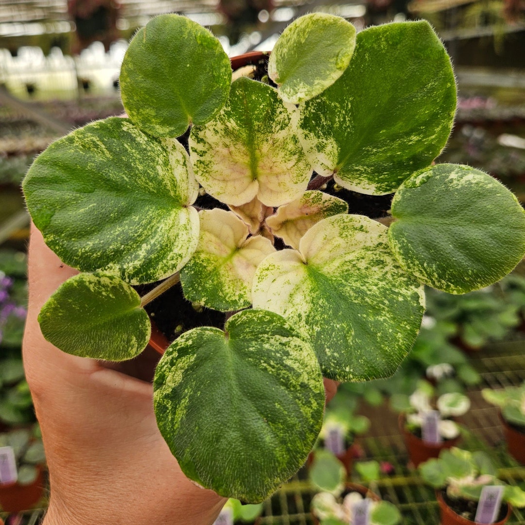 Key Lime Treat African Violet Live Plant, Young Starter in a 4 Pot ...