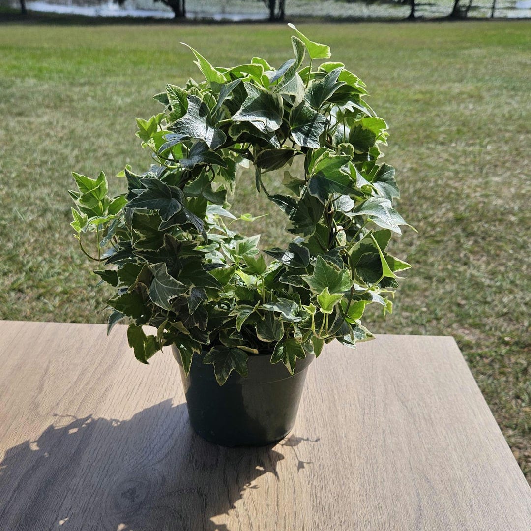 Bird Cage English Ivy Topiary, Live Plant Grown Around a 6" Pot, Great ...