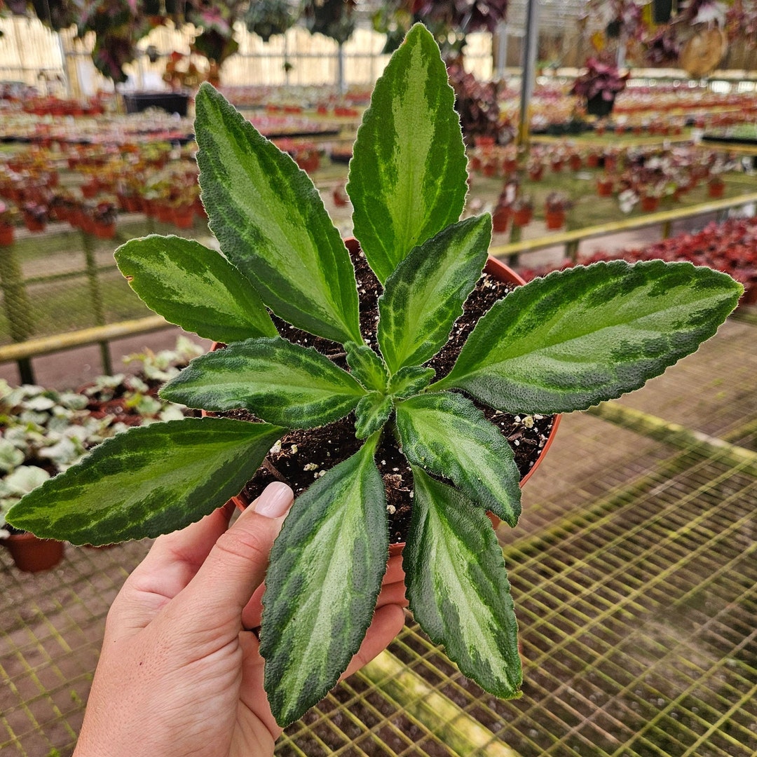 Primulina Destiny, Gesneriad Plant in a 4" Pot | 2 Plants Required per ...