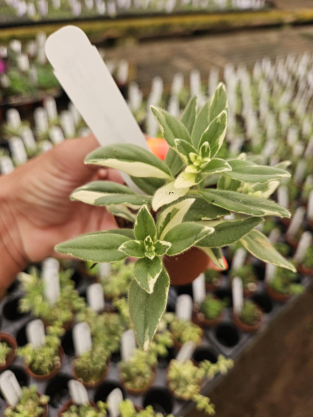 Columnea "light Prince" in a Miniature 2" Pot Variegated Gesneriad Live ...