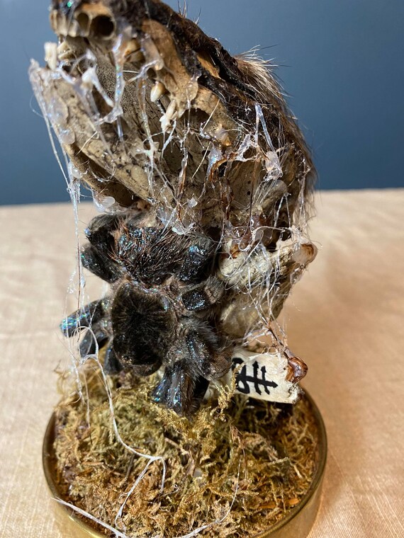 Baby Raccoon Skull with Mummified Tarantula on a Deer | Etsy