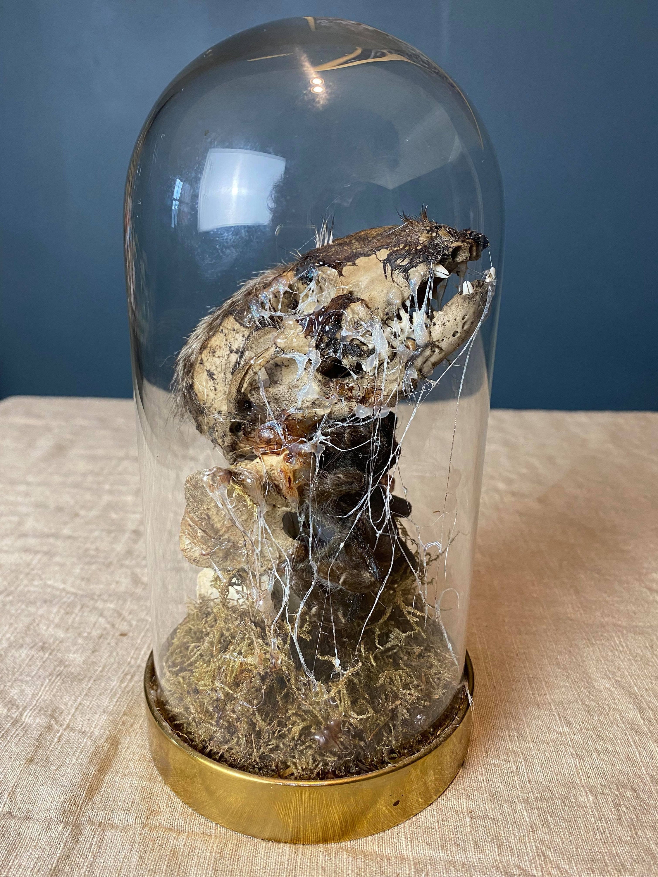 Baby Raccoon Skull with Mummified Tarantula on a Deer | Etsy