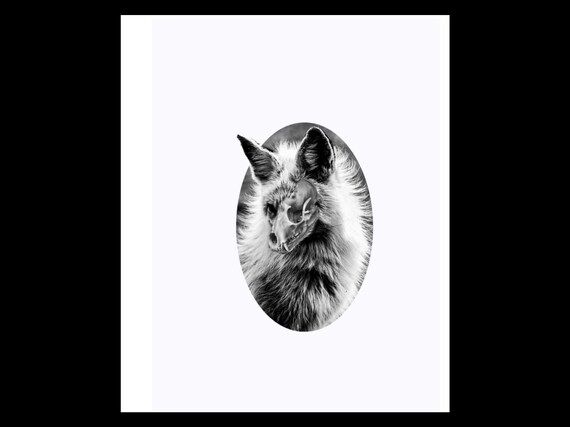 Decay of the Fox - Etsy
