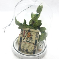 Magic Wizard Bean Grow Set - Etsy