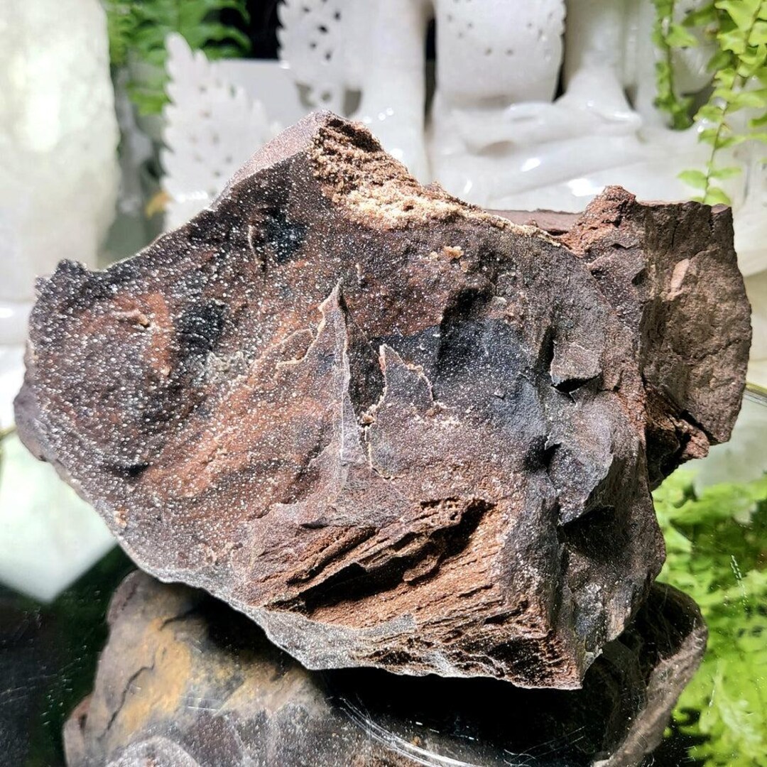 Fairy Wood Rarity Root Piece Permineralized Fossil Wood - Etsy
