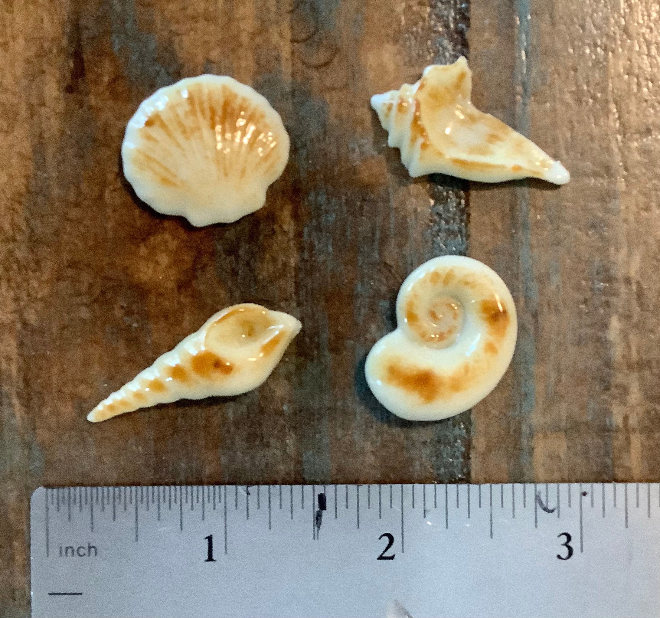 90 COE Shells for Glass Fusing - Etsy