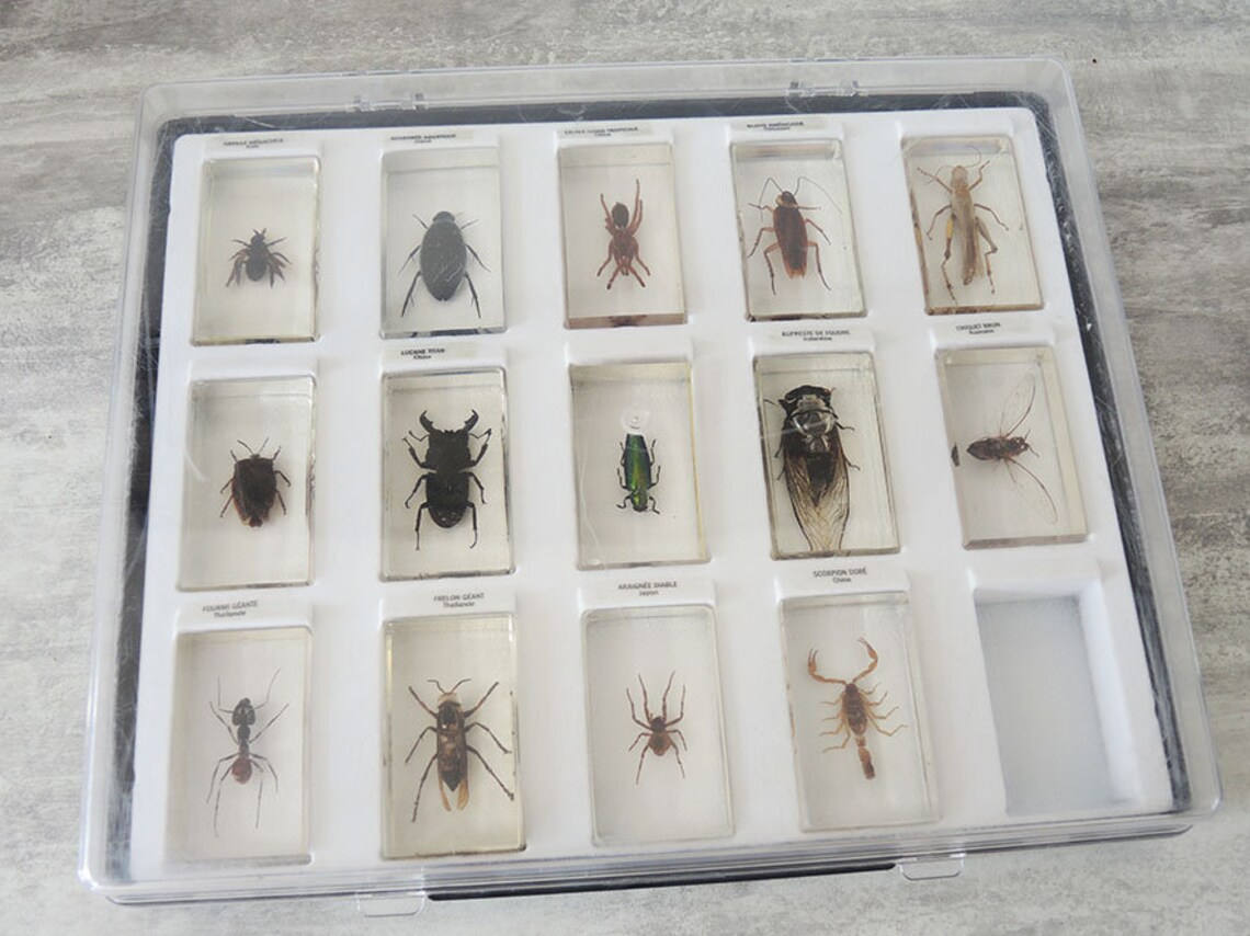 Antique Collection of 14 Genuine Insect Inclusions - Etsy