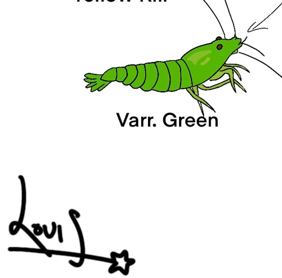 Neocaridina Shrimp Breeds Poster 2022 - Etsy