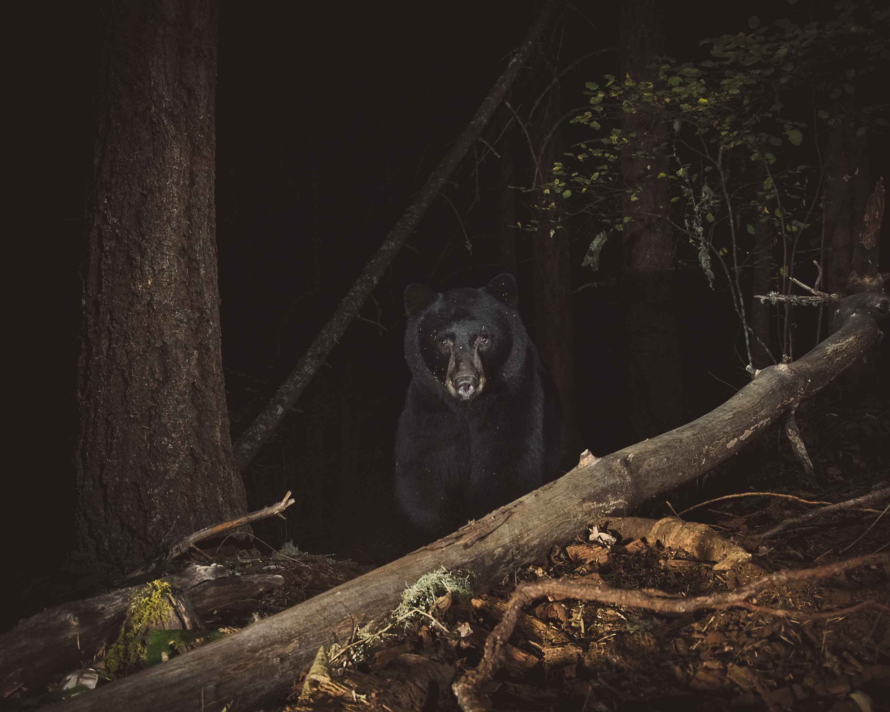 Who Goes There Black Bear at Night Wildlife Photograph | Etsy