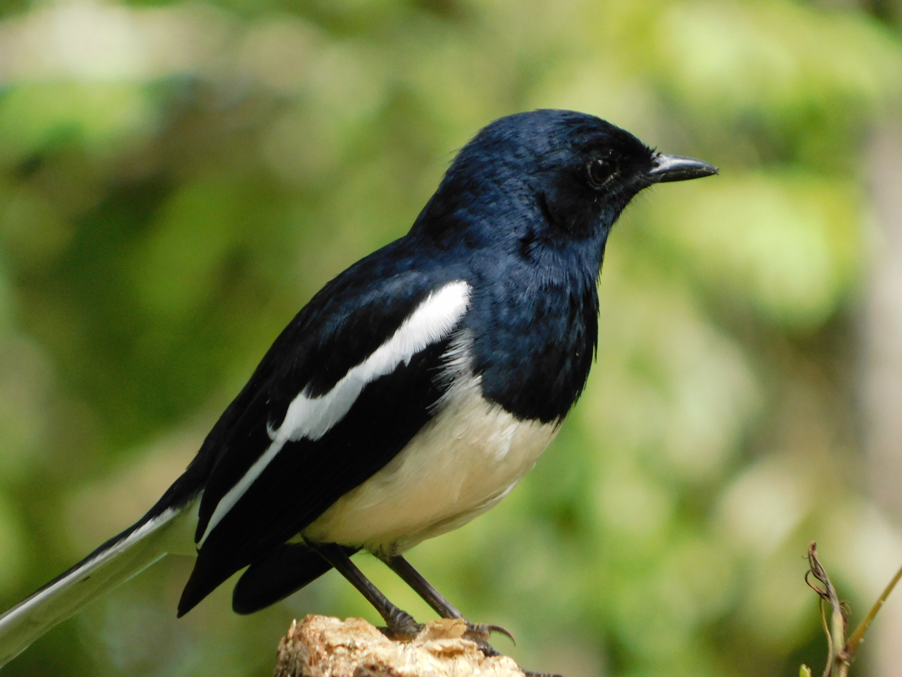 Oriental Magpie-robin Photography | Etsy