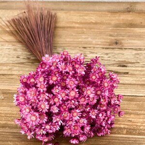 Glixia in Natural Colors, Pink or Purple Marcela Dried Flowers, Dried ...