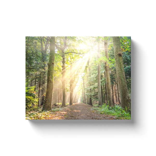 Trees Path - Etsy