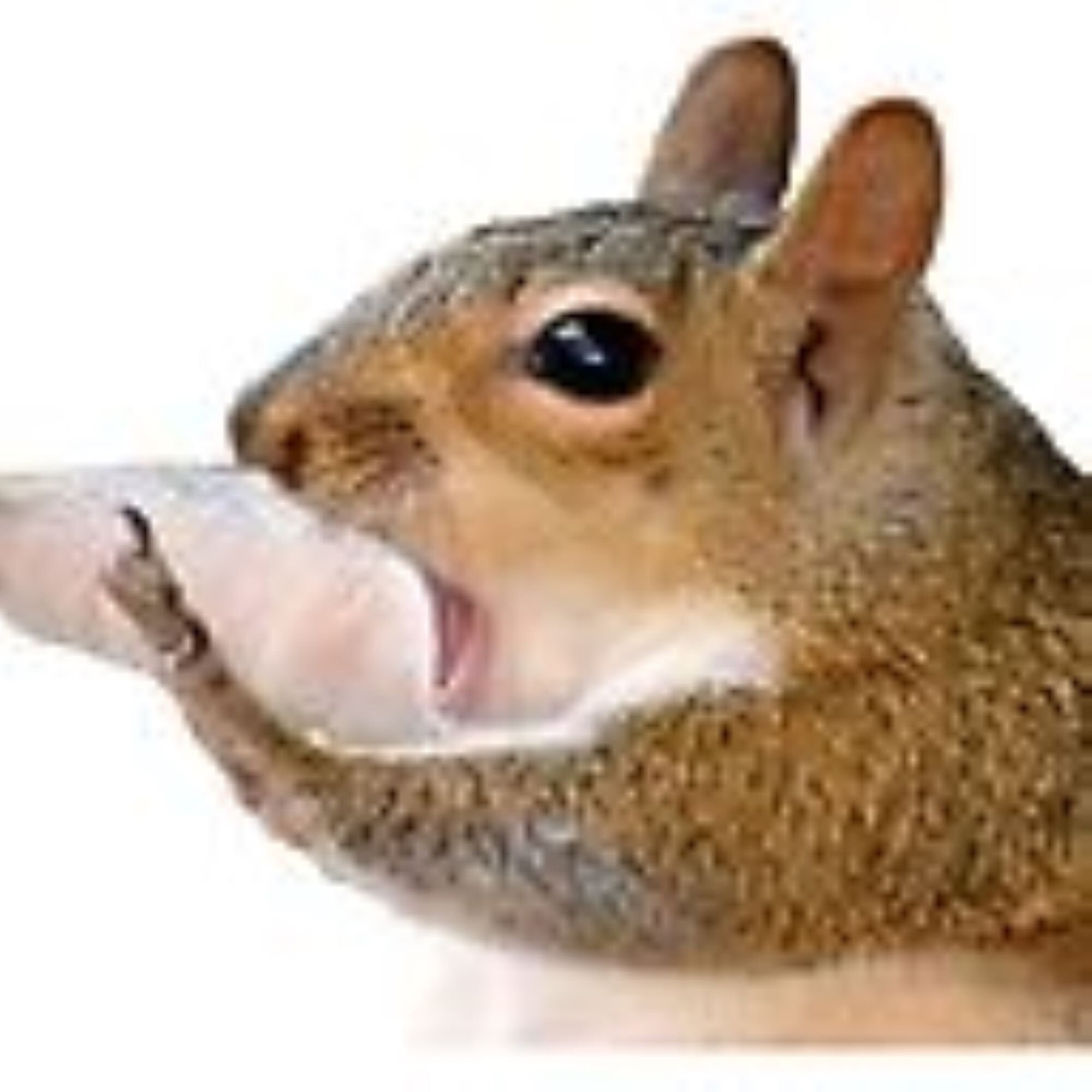 Funny Surprised Squirrel Vinyl Sticker Sticker - Etsy