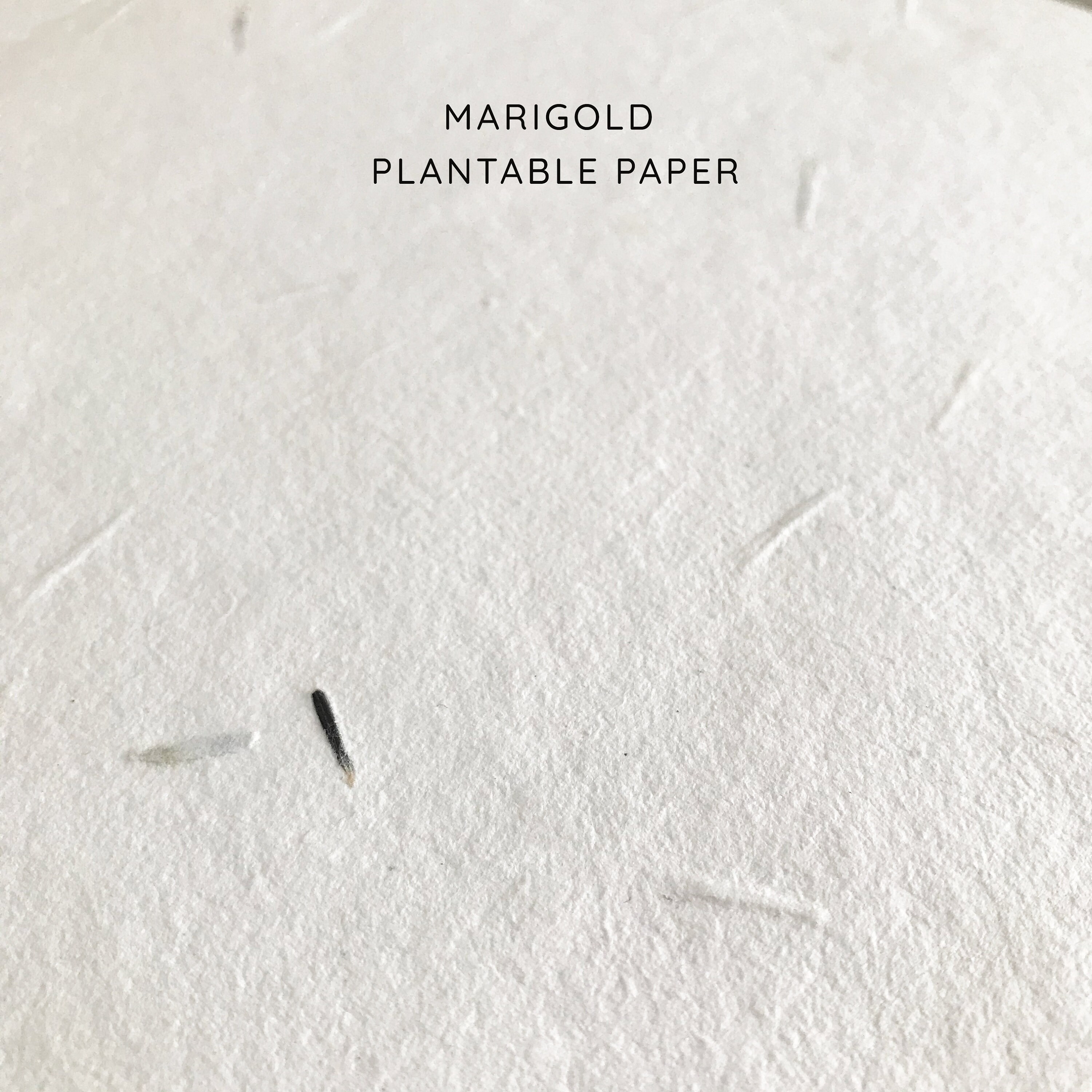 A4 seed paper Bulk plantable paper A4 handmade sheets Blank | Etsy