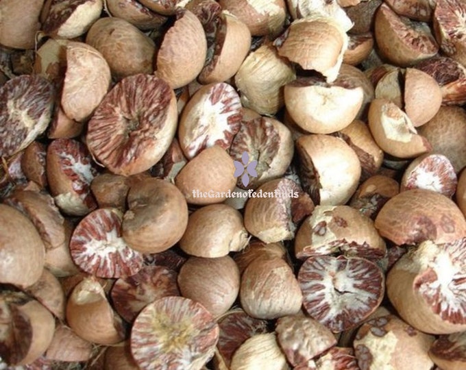 Papua New Guinea Betel Nut, 5 Oz Organic Dried Areca Nut - Etsy