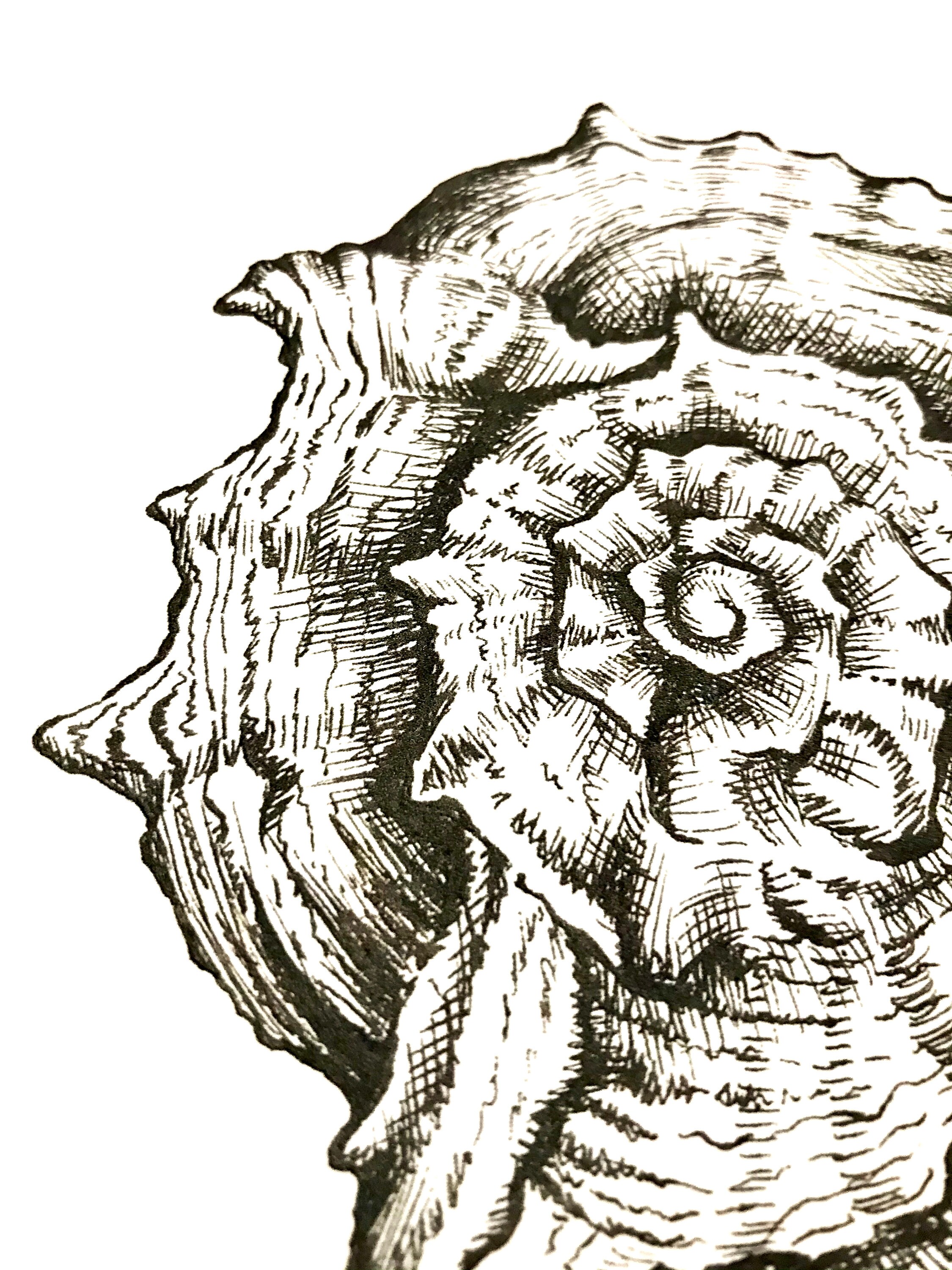 LIMITED EDITION Conch Shell Illustration Greetings Card. Conch - Etsy