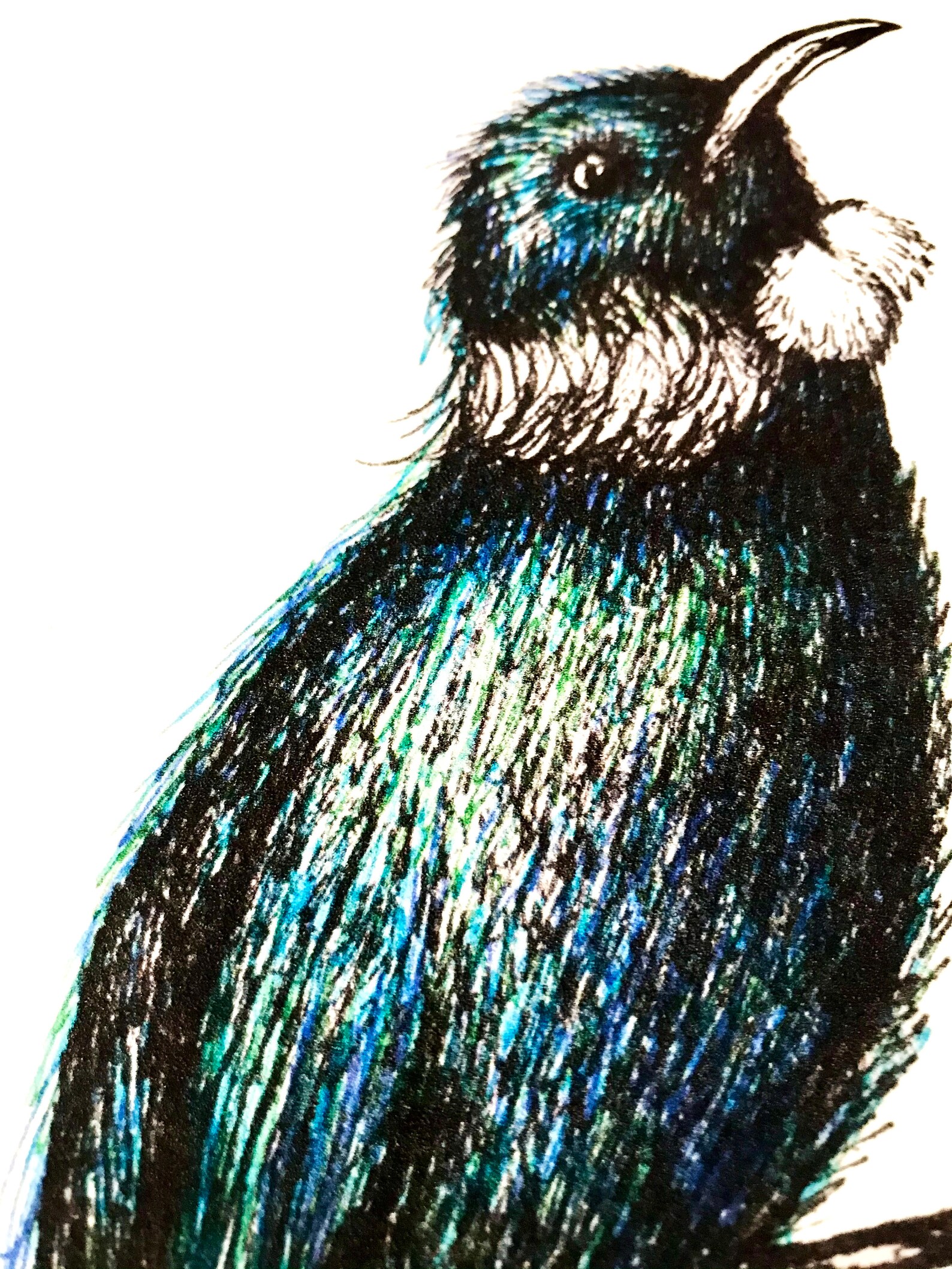 LIMITED EDITION Tui Bird Illustration Greetings Card. Tui New - Etsy UK