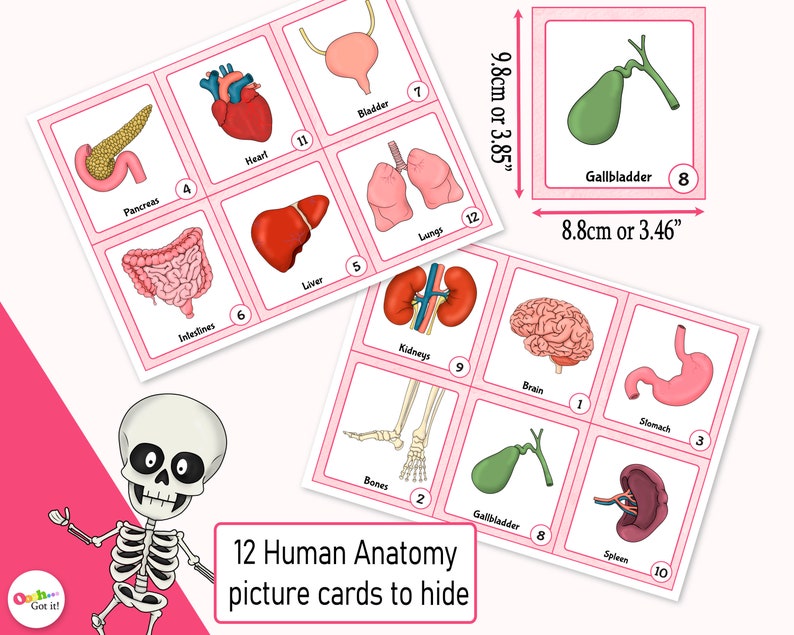 Human Body Picture Scavenger Hunt, a Printable Anatomy Family Game, for ...