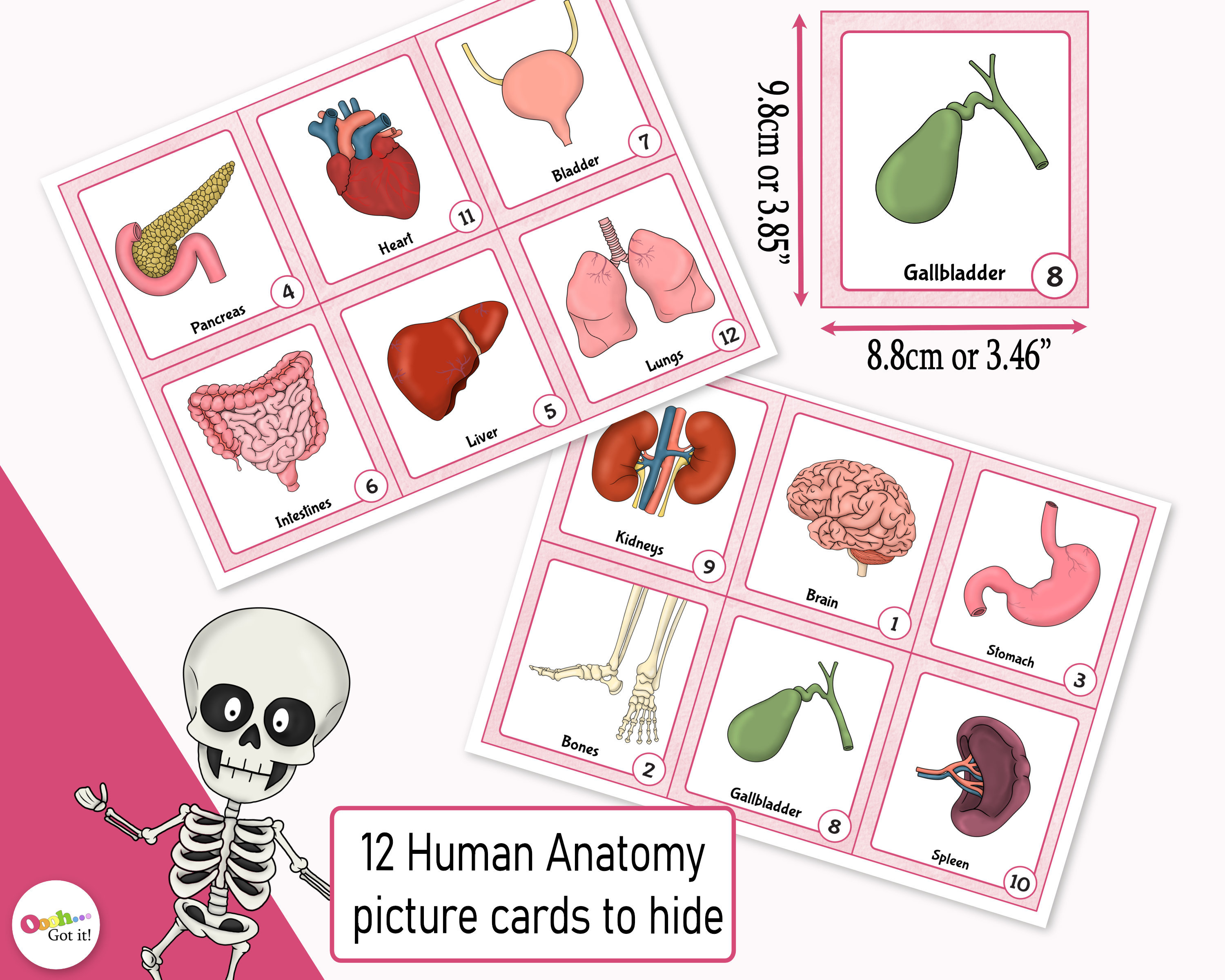 Human Body Picture Scavenger Hunt, a Printable Anatomy Family Game, for ...