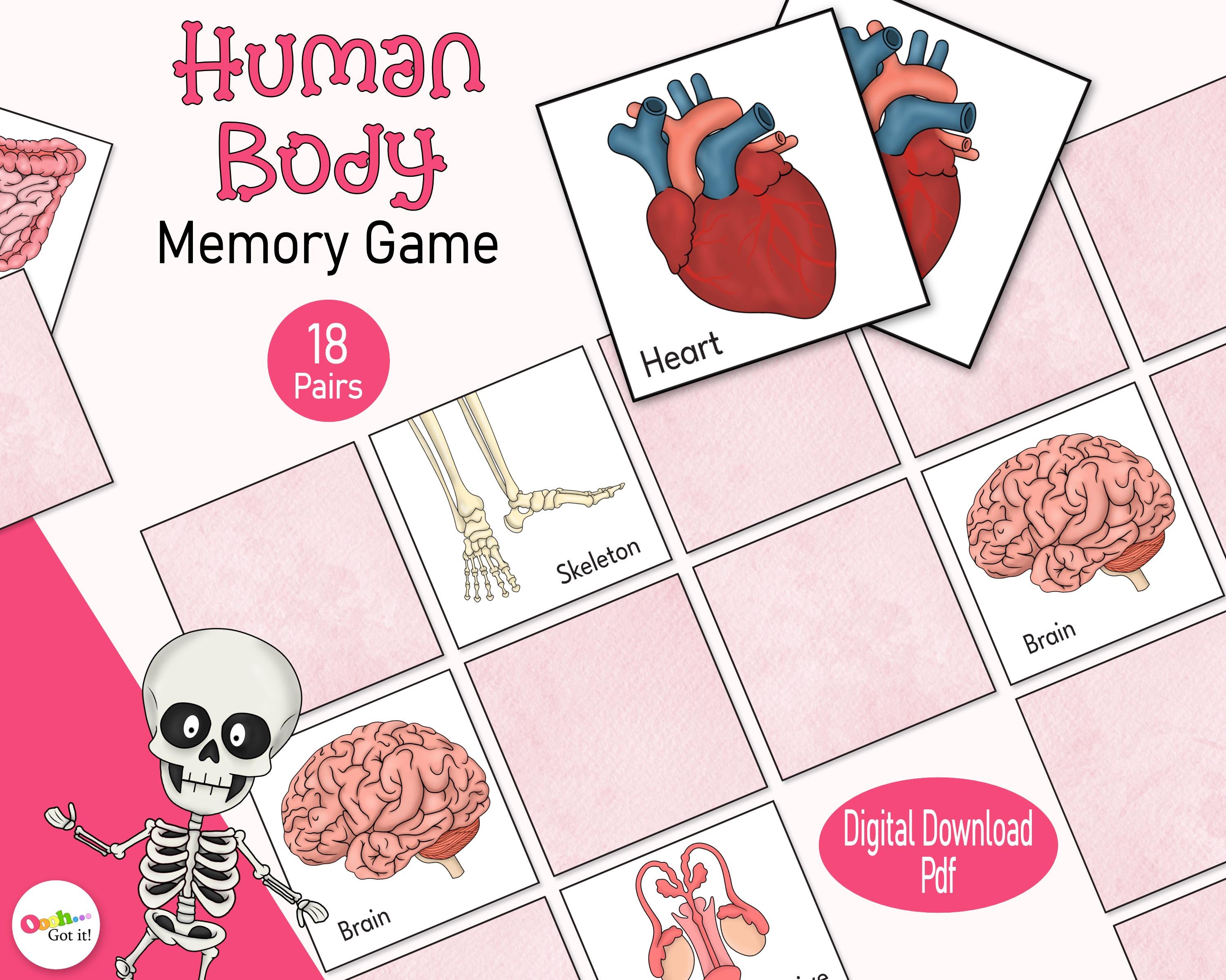 Human Body Memory Cards, a Printable Anatomy Game for Kids, a Preschool ...