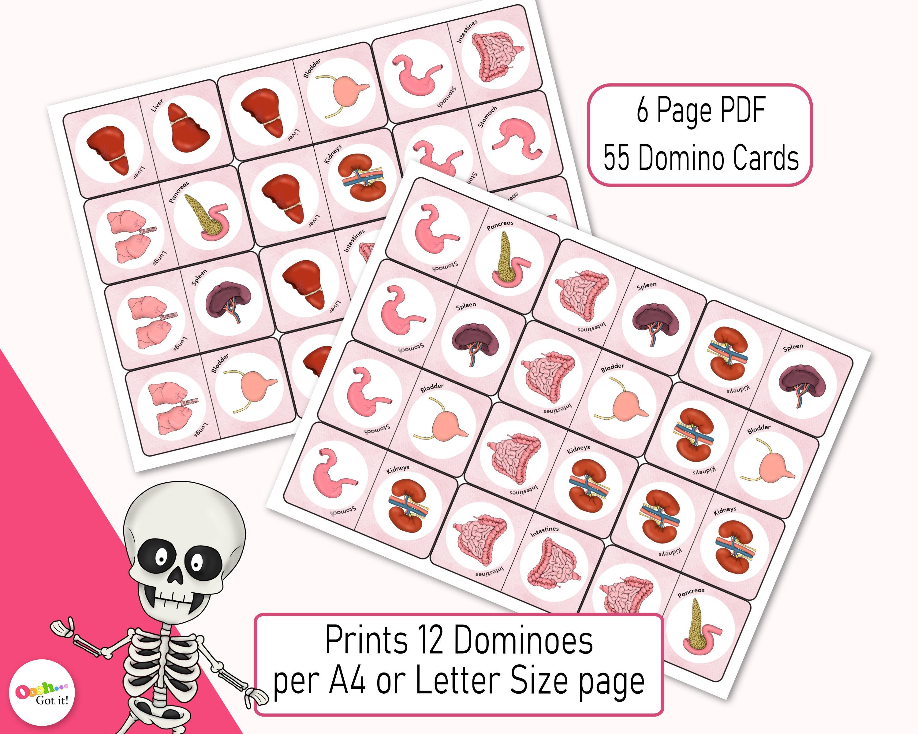 Human Body Parts Dominoes, a Printable Anatomy Game for a Fun Biology ...