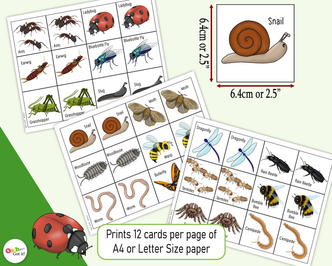 Bug Memory Cards, a Printable Creepy Crawler Picture Matching Game for ...
