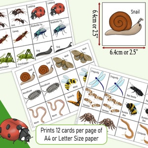 Bug Memory Cards, a Printable Creepy Crawler Picture Matching Game for ...