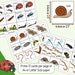 Bug Memory Cards, a Printable Creepy Crawler Picture Matching Game for ...
