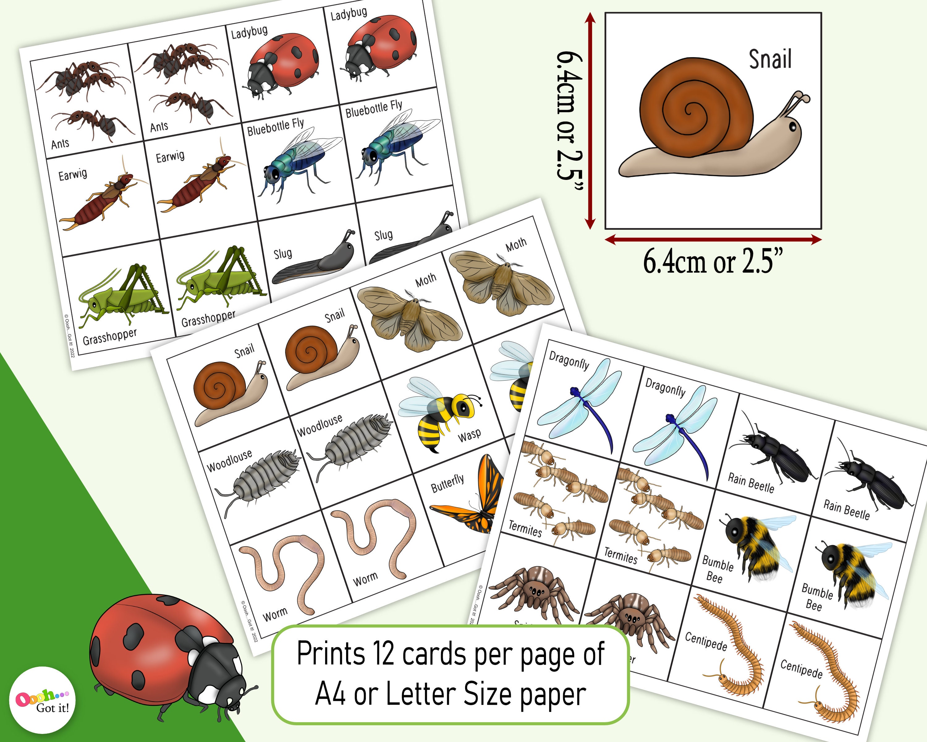 Bug Memory Cards, a Printable Creepy Crawler Picture Matching Game for ...