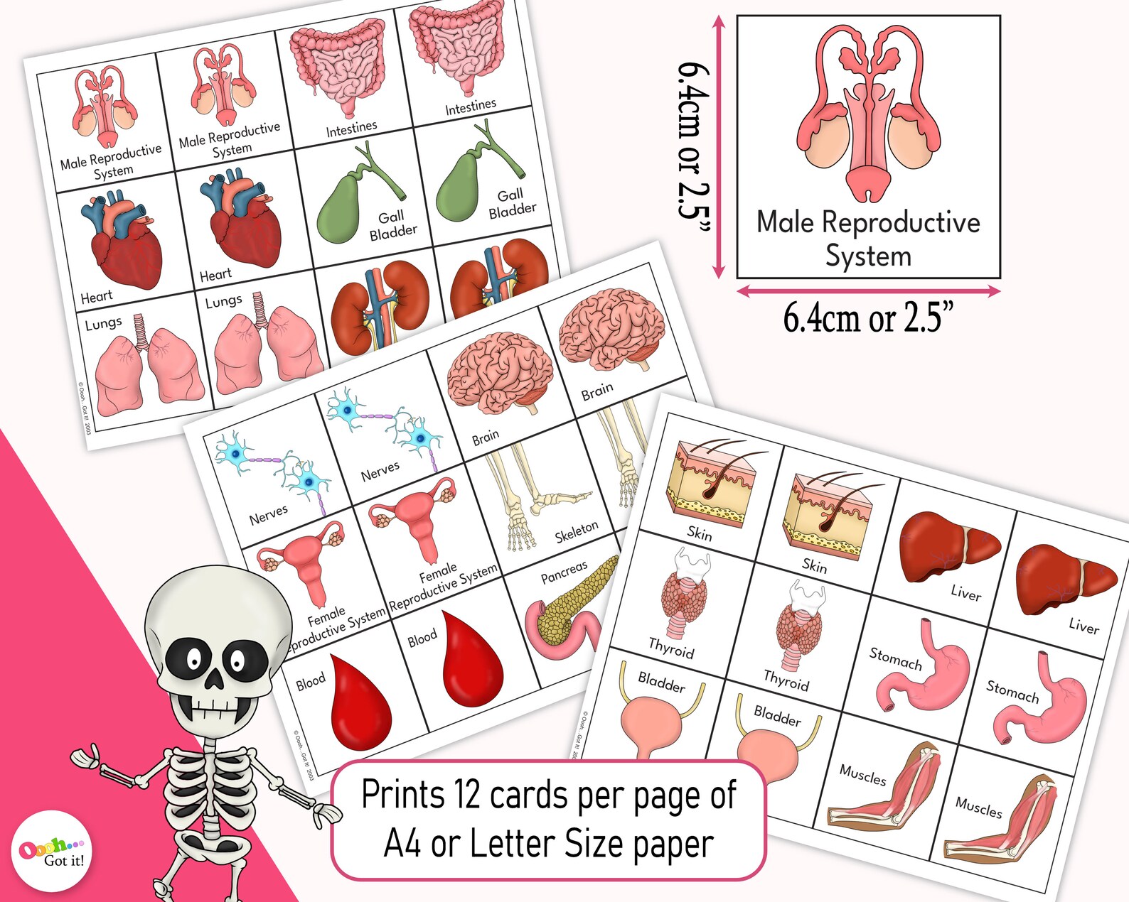 Human Body Memory Cards, a Printable Anatomy Game for Kids, a Preschool ...